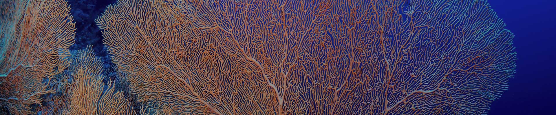 Todo lo que necesitas saber para bucear en el Mar Rojo.