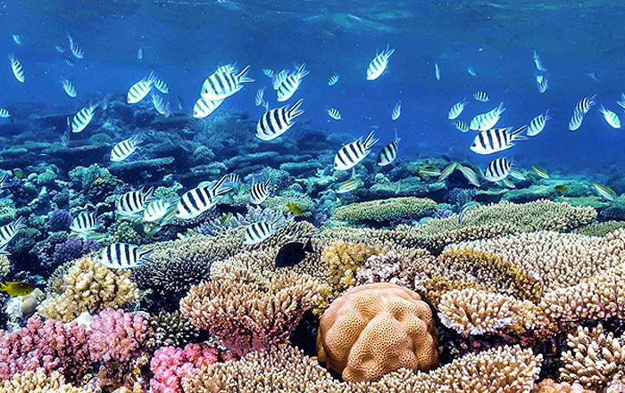 Bucear en Egipto Mar Rojo · Guía Completa · Prepara tu viaje de buceo